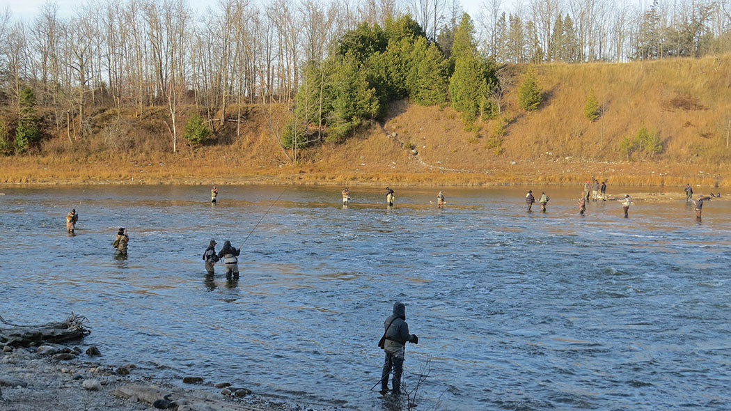 SAUGEEN STEELHEAD... THE GREATEST FISH STORY EVER TOLD - by Darryl Cho ...